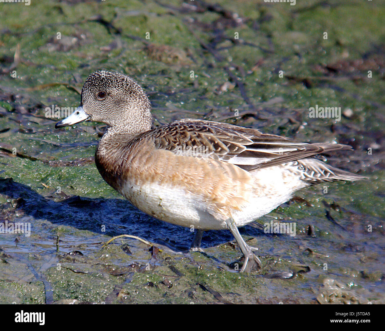 American wigeon photo hi-res stock photography and images - Alamy