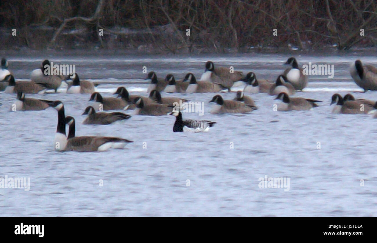 This image features a Barnacle Goose observed in Rhode Island on ...
