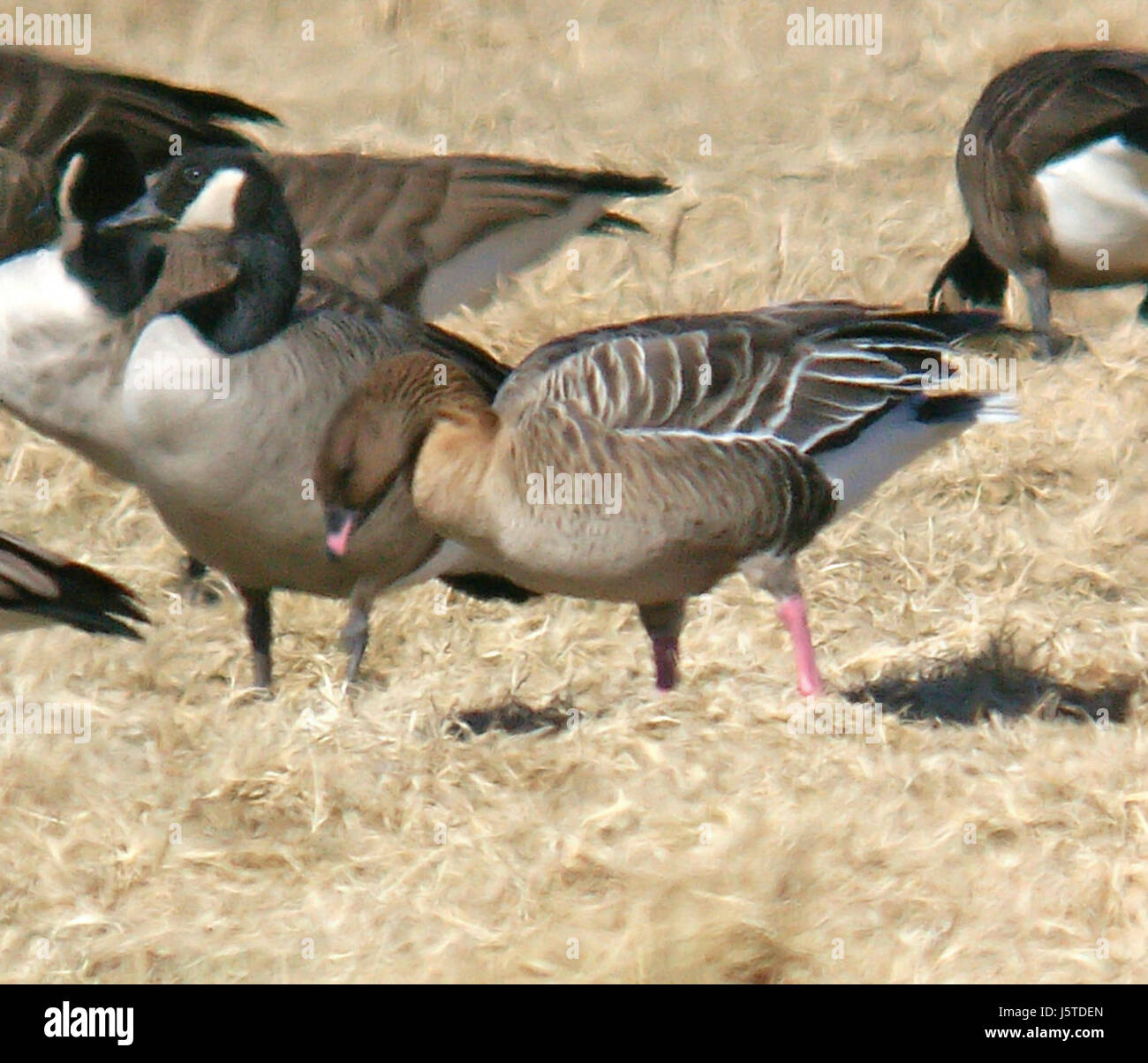 The Pink-footed Goose is a migratory bird species known for its ...