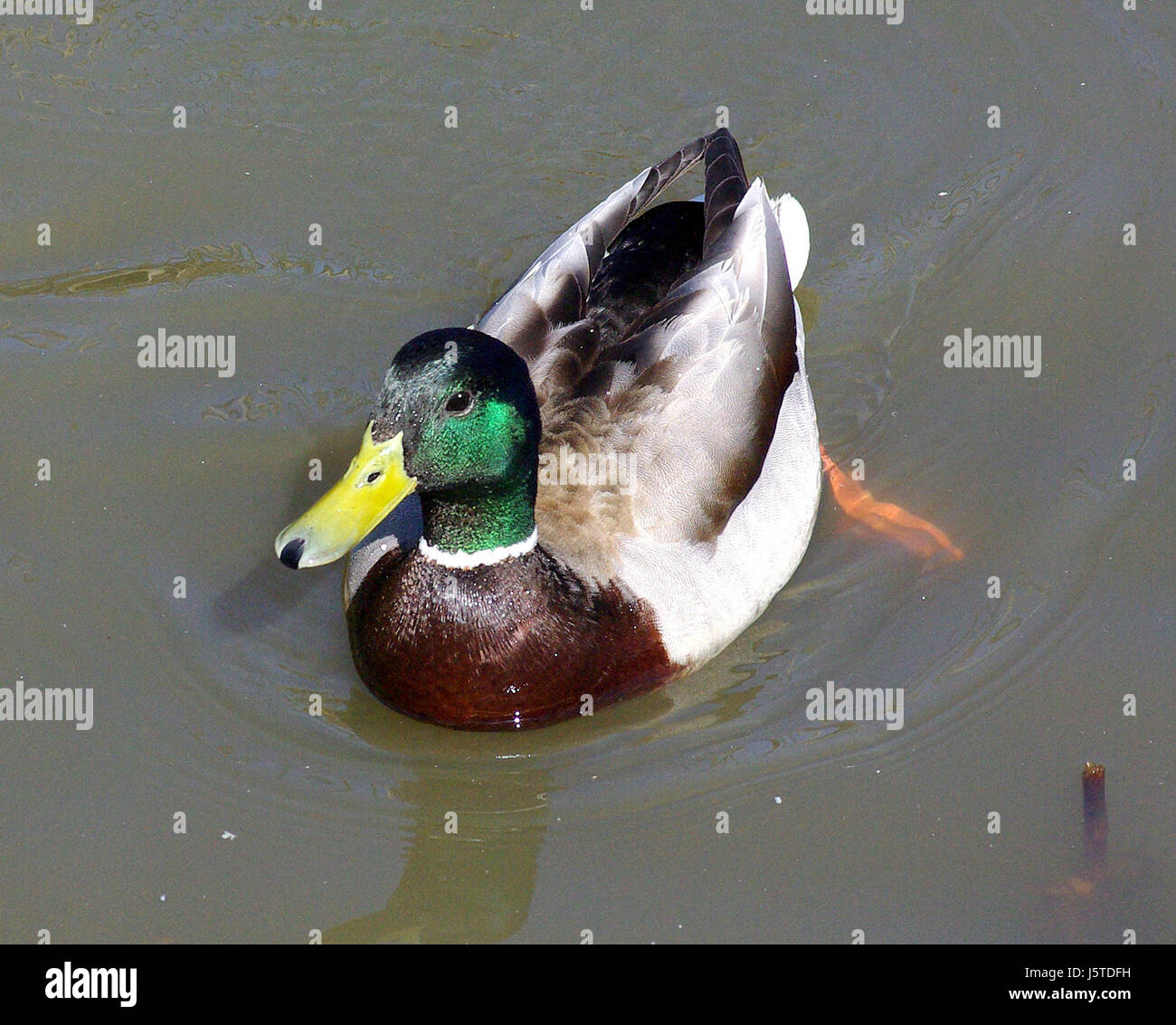 This image depicts a male Mallard duck, identified as a 'sloco,' from ...