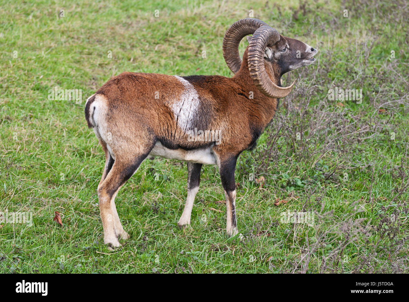 Ovis species hi-res stock photography and images - Alamy