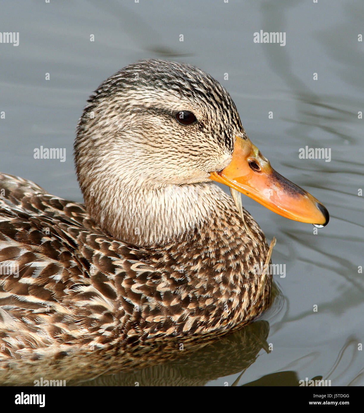 A photograph of a female mallard duck, identified as a sloco (a ...