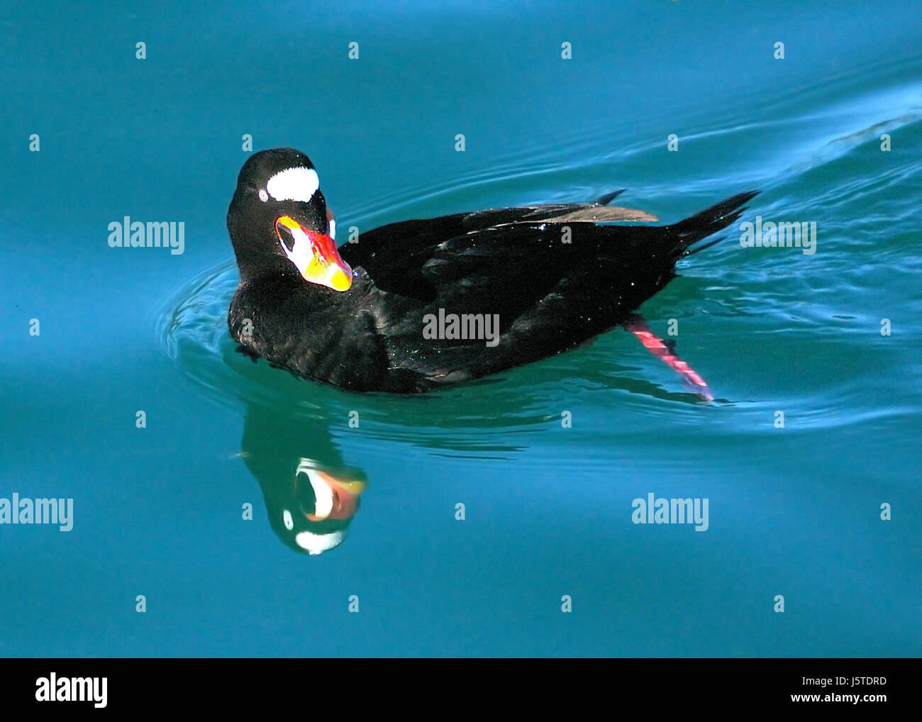 Surf scoter male hi-res stock photography and images - Alamy