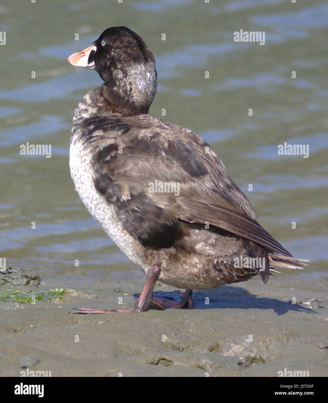 Surf duck hi-res stock photography and images - Alamy