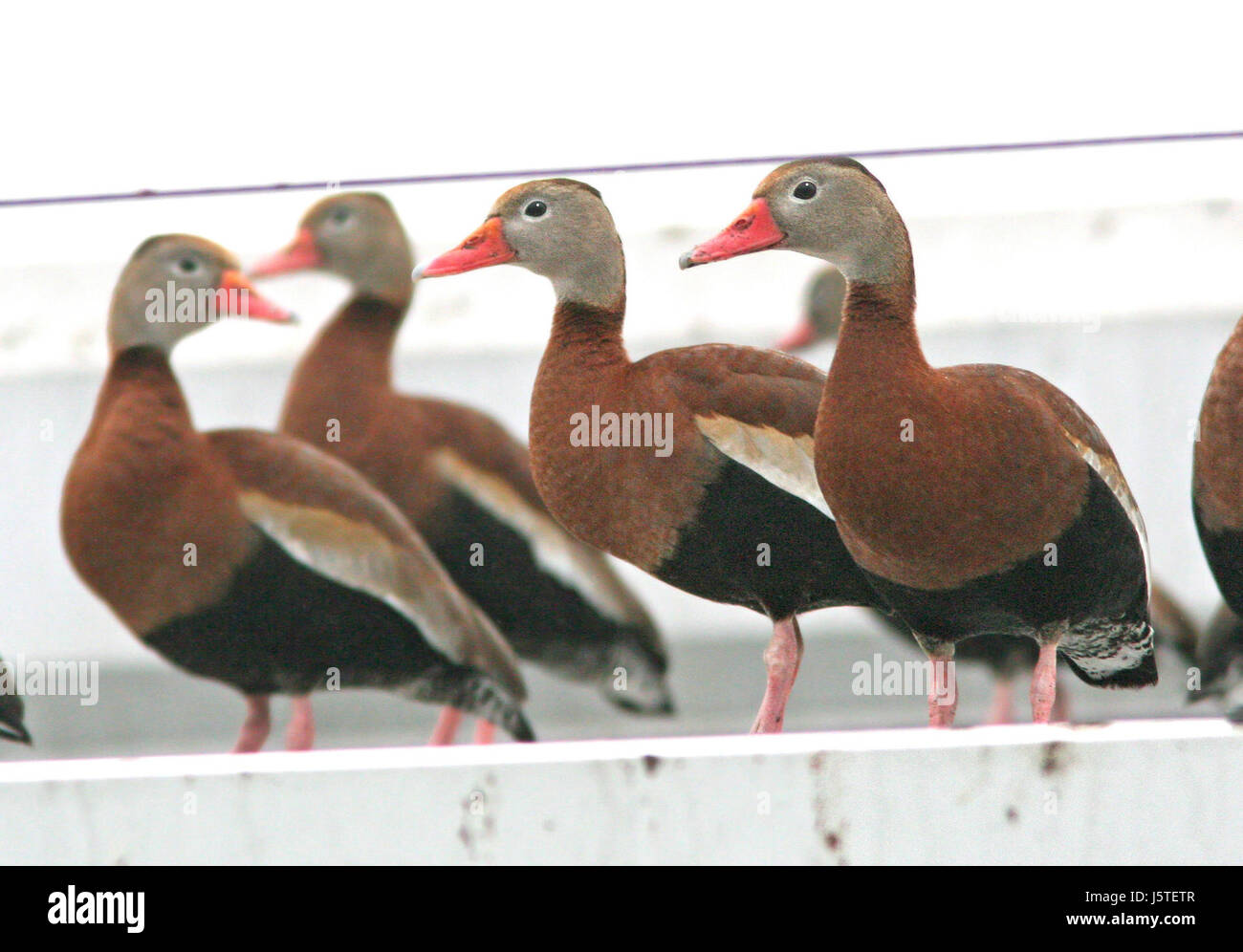 The Black-bellied Whistling-Duck is a waterfowl species native to the ...