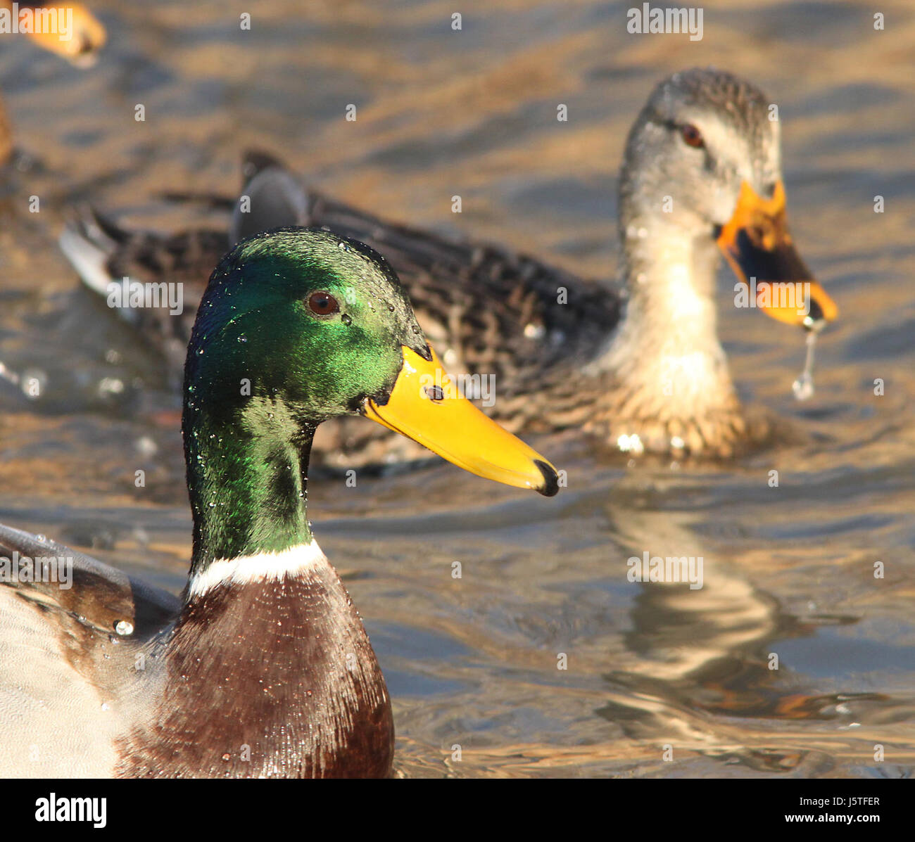 This refers to a specific observation of a Mallard duck at Laguna Lake ...
