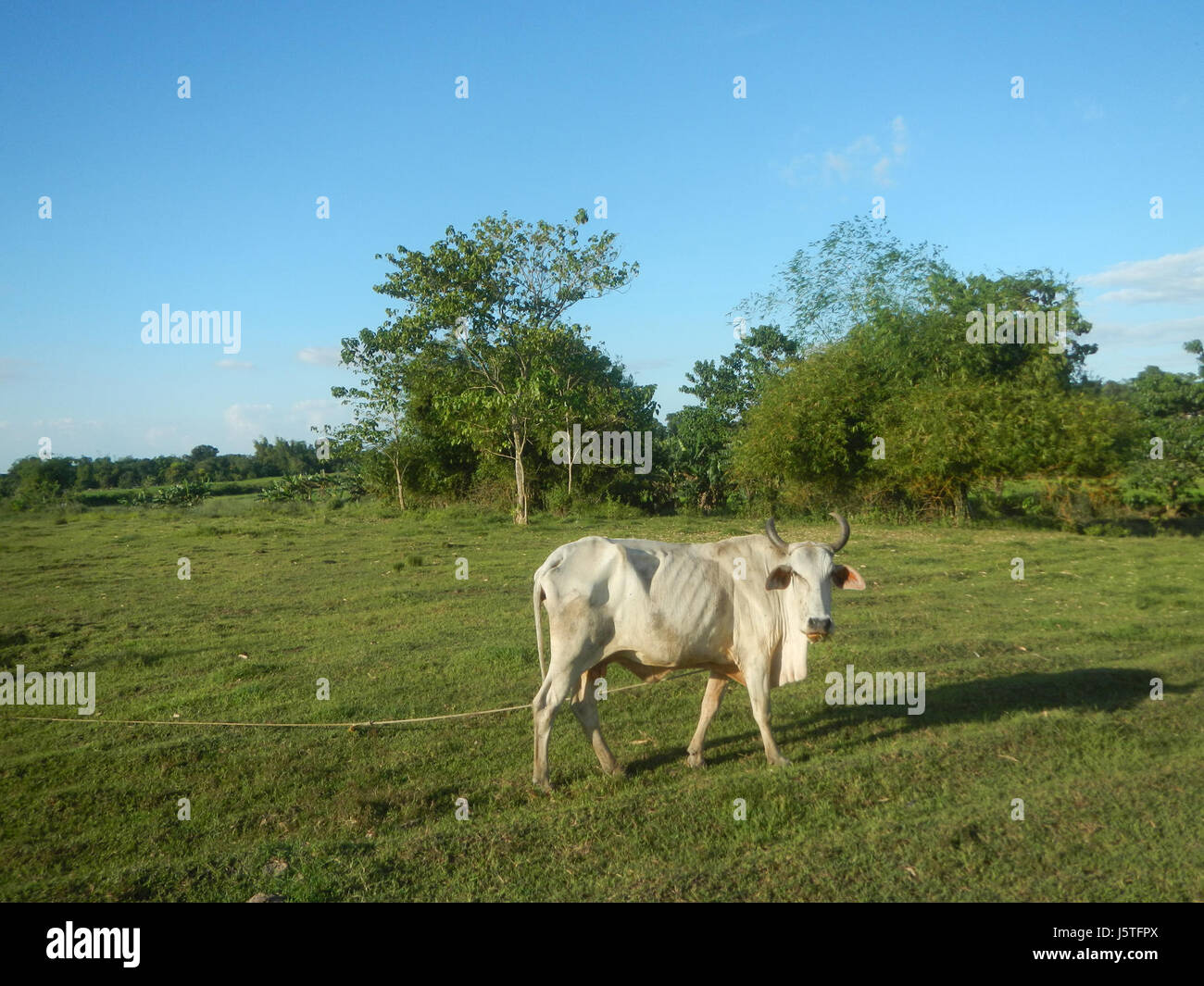 04485 Grasslands paddy fields trees San Ildefonso Bulacan Farm to ...