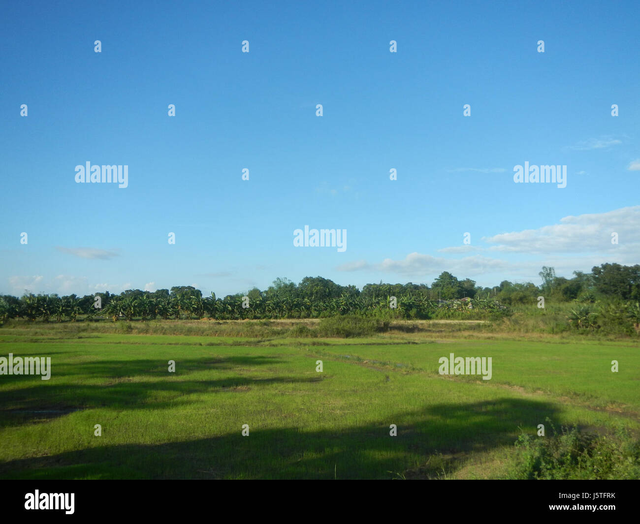 04485 Grasslands paddy fields trees San Ildefonso Bulacan Farm to ...