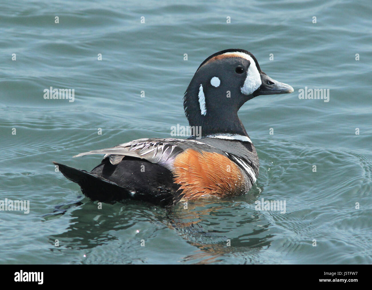 051 - HARLEQUIN DUCK (3-18-10) estero bluffs, slo co, ca (1 ...