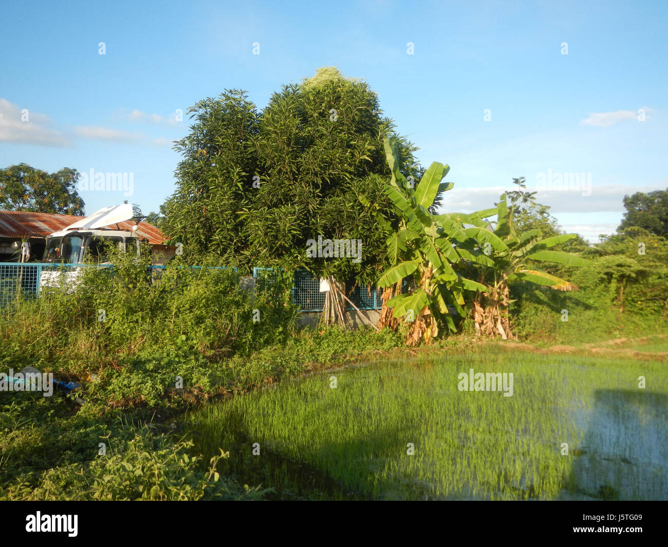The farm to market road in San Ildefonso, Bulacan, passes through lush ...