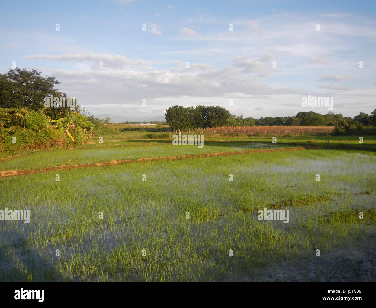 Rural scene depicting paddy hi-res stock photography and images - Alamy