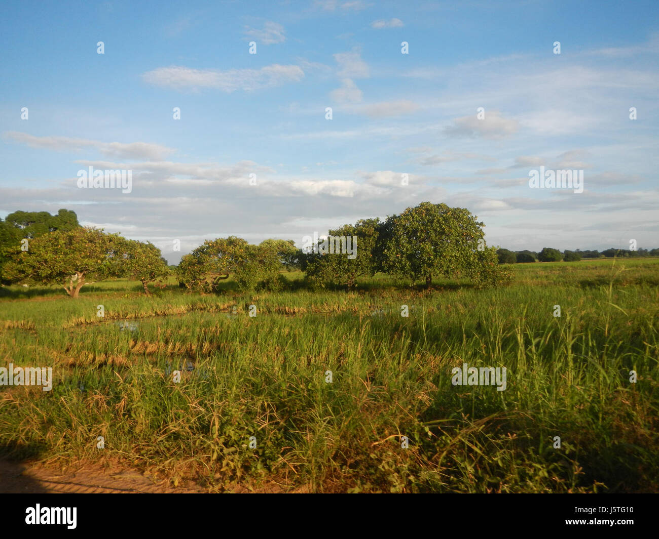 04651 Grasslands paddy fields trees San Ildefonso Bulacan Farm to ...