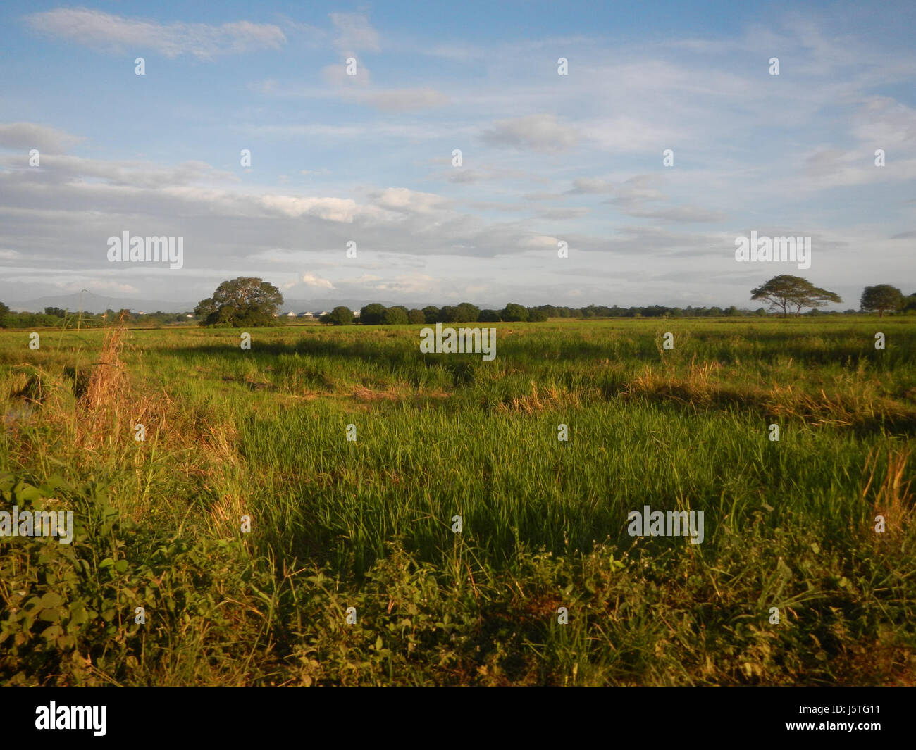04651 Grasslands paddy fields trees San Ildefonso Bulacan Farm to ...