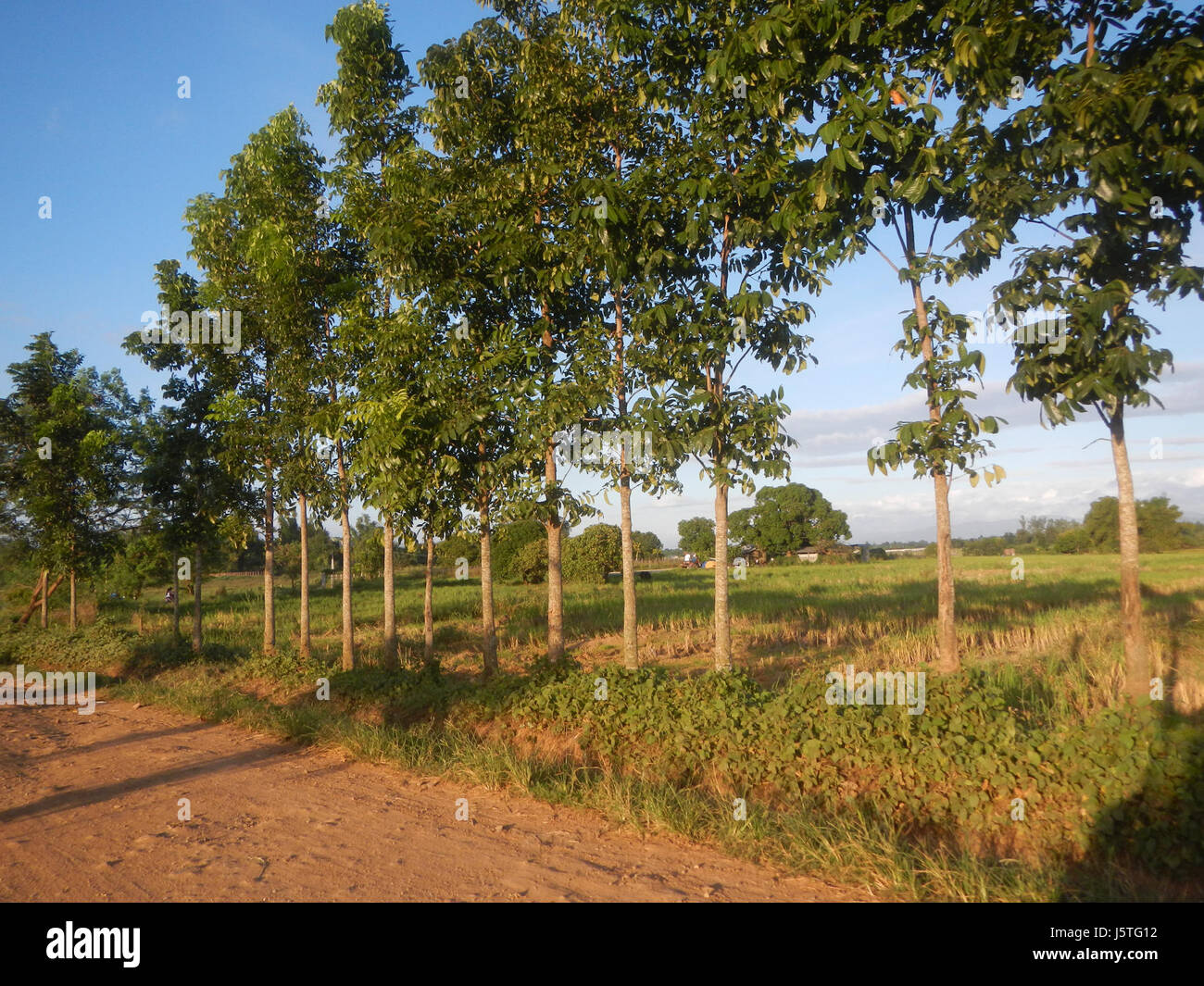 04651 Grasslands paddy fields trees San Ildefonso Bulacan Farm to ...