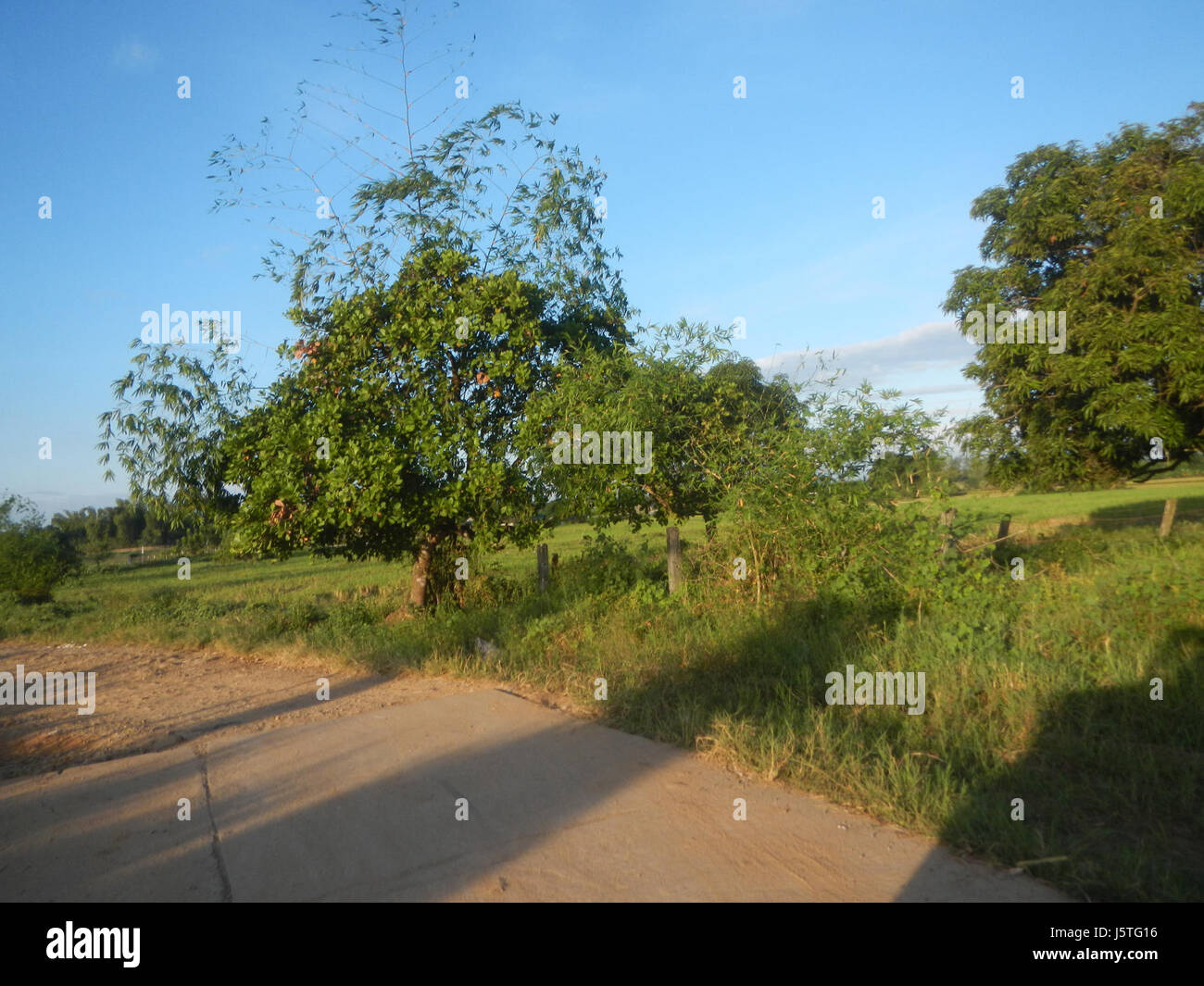 04651 Grasslands paddy fields trees San Ildefonso Bulacan Farm to ...