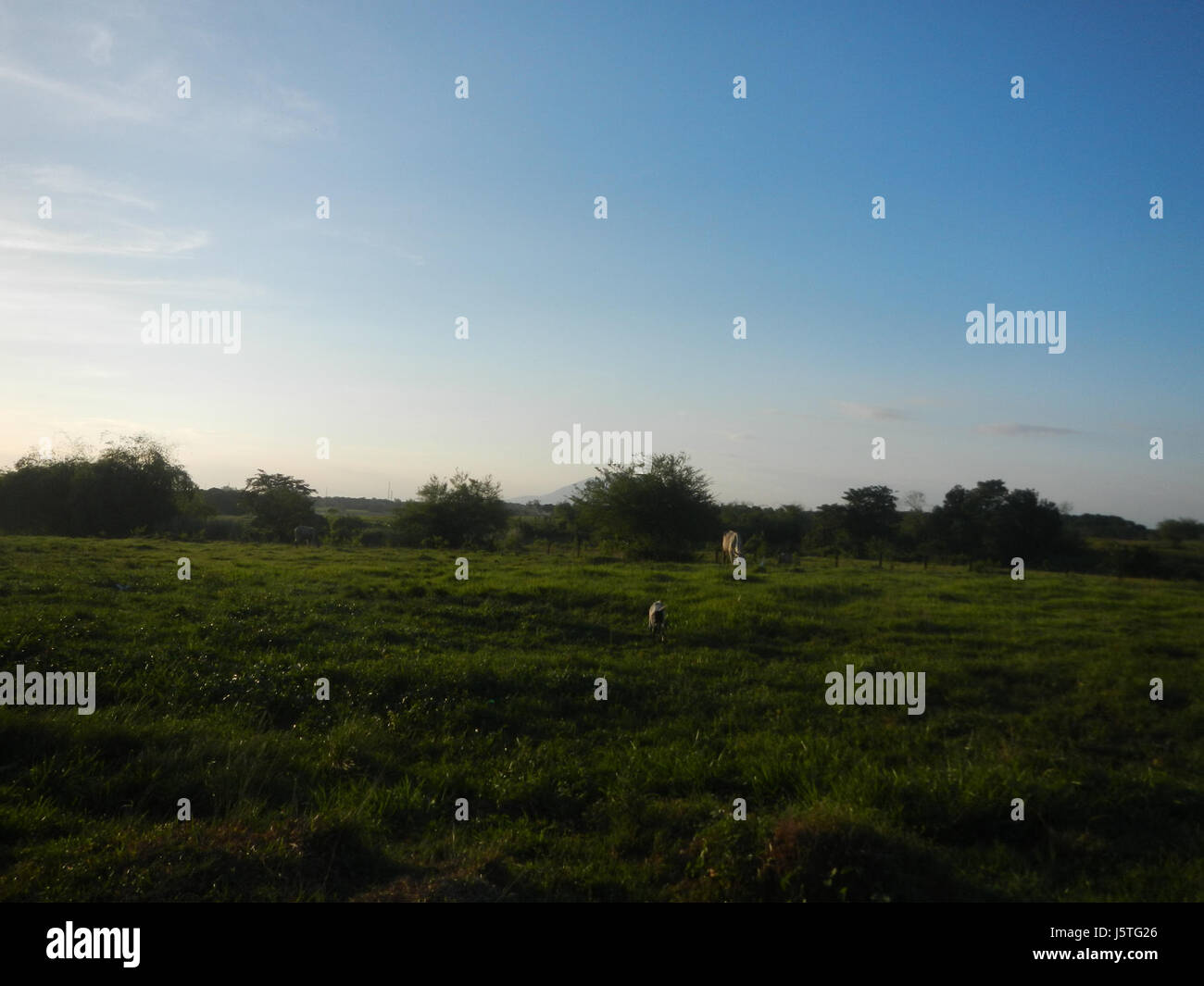 04679 Grasslands paddy fields trees San Ildefonso Bulacan Farm to ...