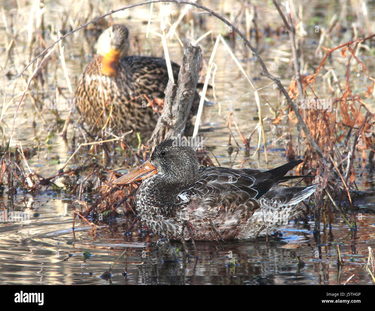 The Northern Shoveler, a distinctive waterfowl species, photographed at ...