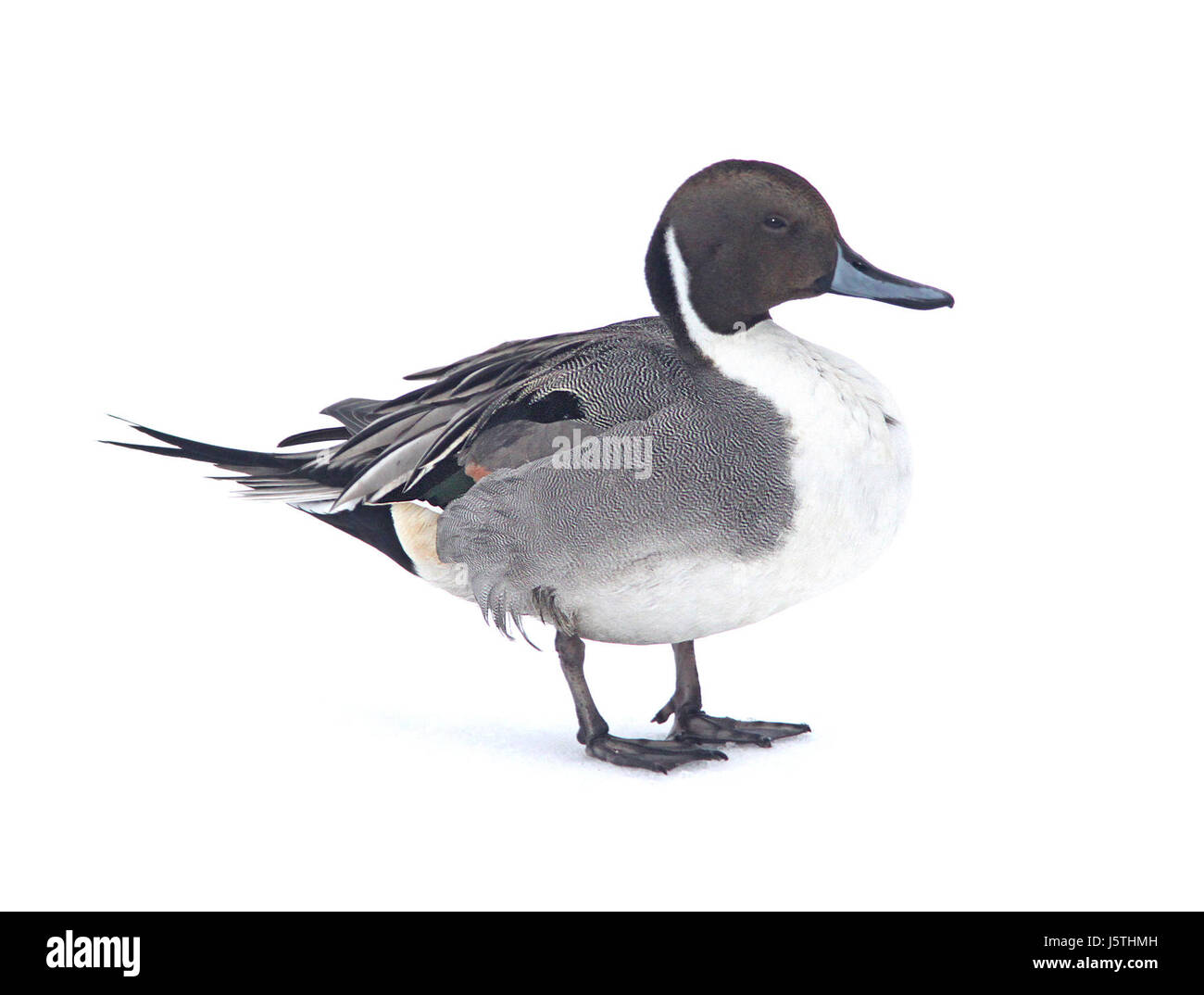 Newfoundland wildlife Cut Out Stock Images & Pictures - Alamy