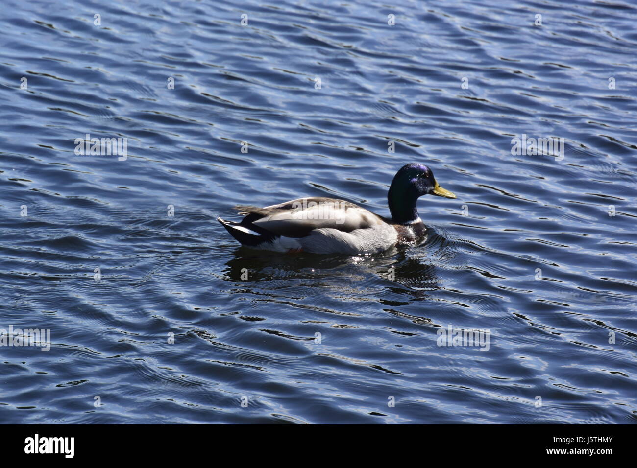 River Rhine country Stock Photo - Alamy