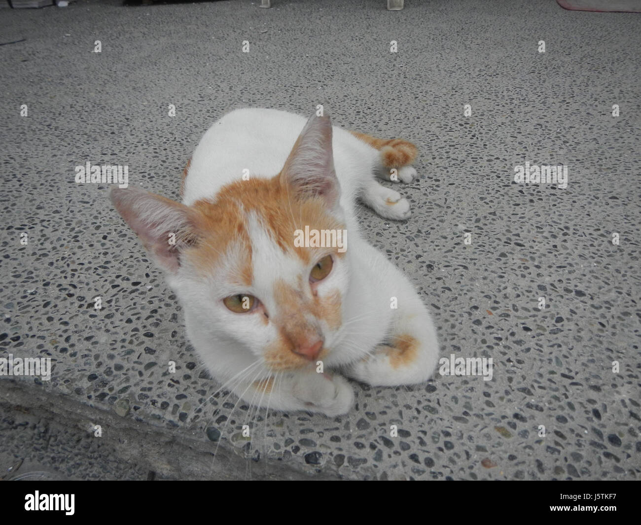 0037 Barangays Boni Avenue Maysilo Circle Monuments Plainview ...