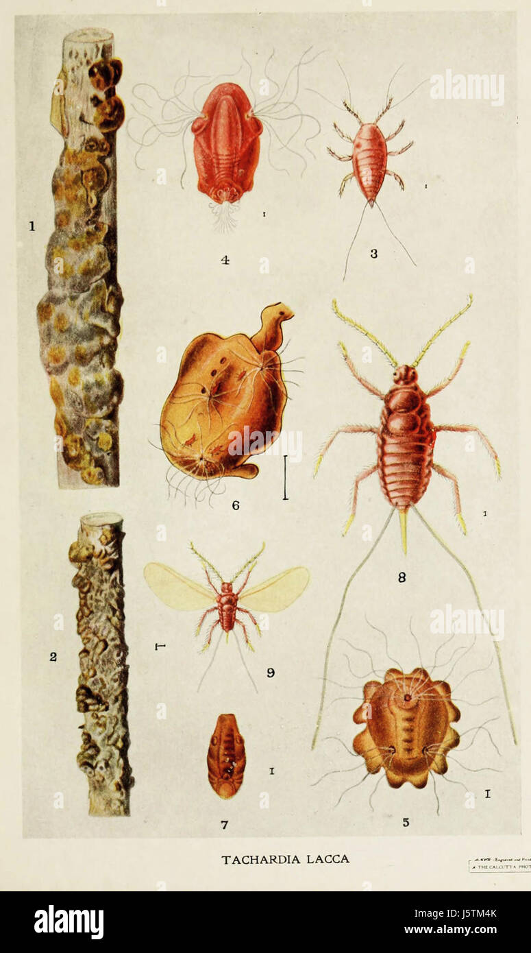 Lac insect hi-res stock photography and images - Alamy