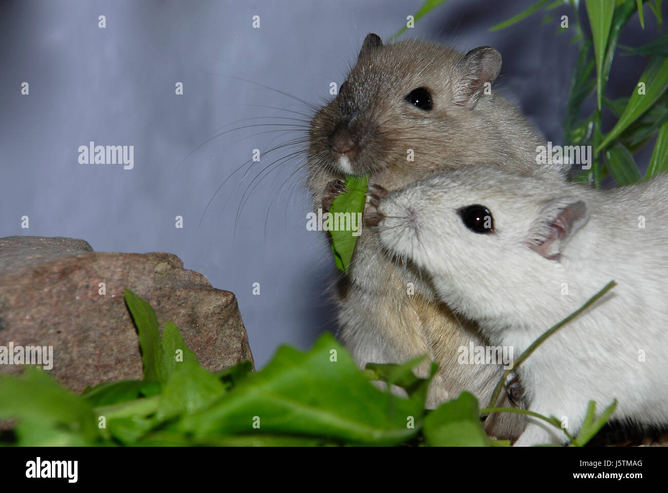 mammal rodent mongolian mouse meriones unguiculatus rennmaus ...