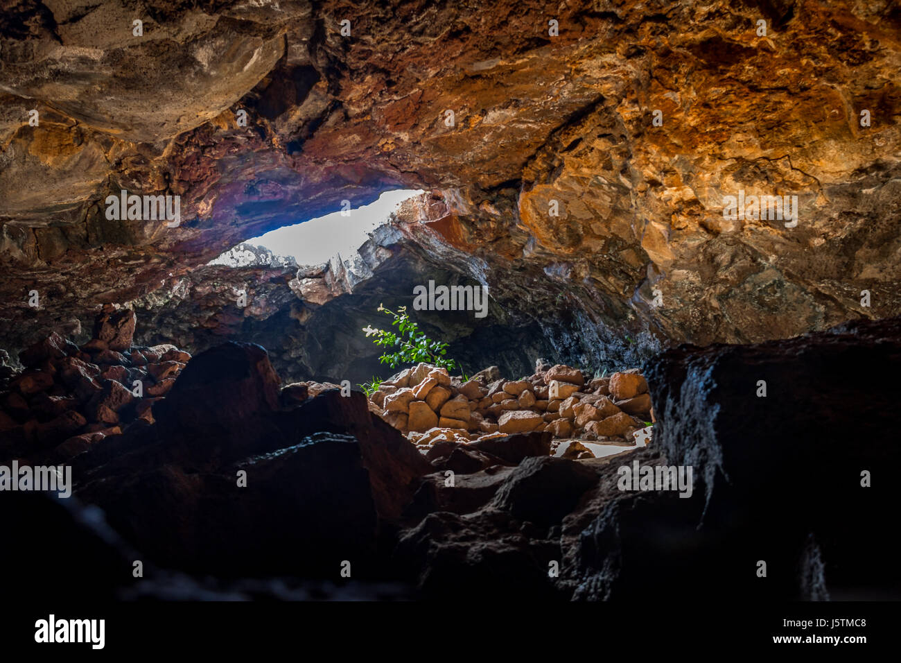 Plant hit by sunlight at Ana Te Pahu Cave - Easter Island, Chile Stock ...