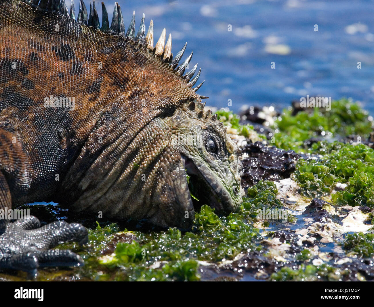 The marine iguana eating seaweed. The Galapagos Islands. Pacific Ocean ...