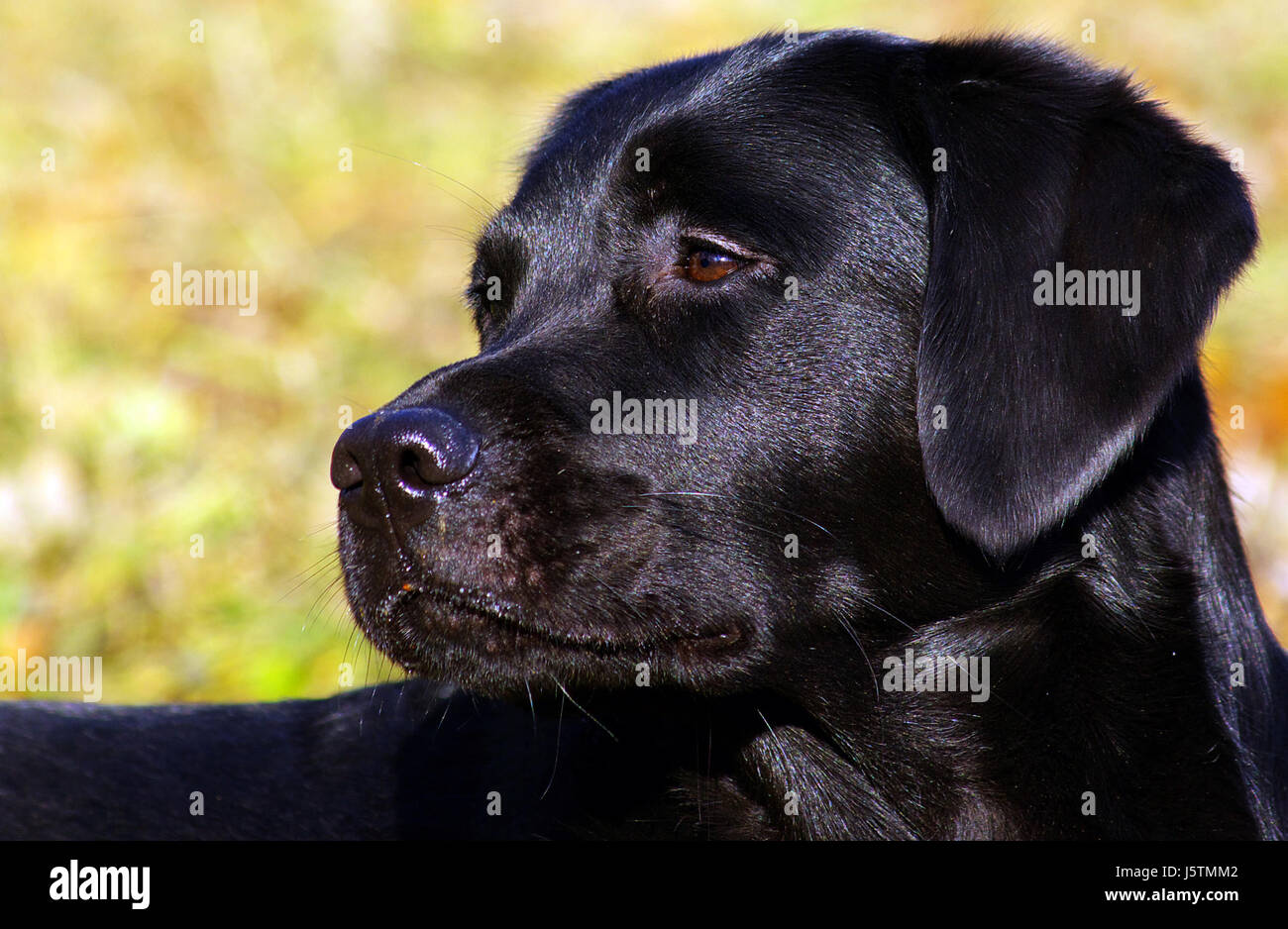 portrait animal portrait lie lying lies dog pedigree dog race labrador ...