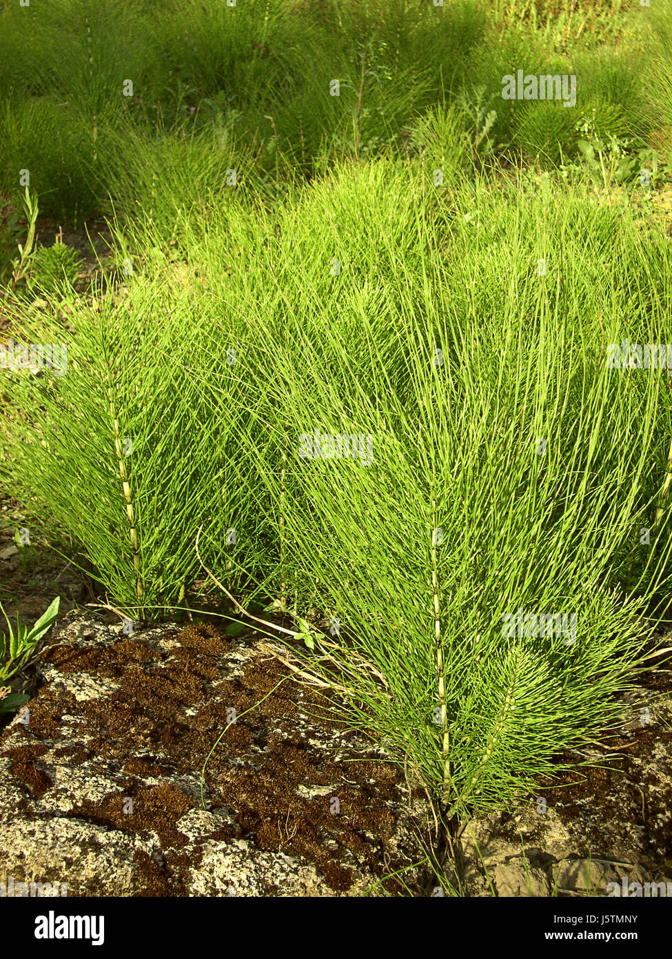 garden green agriculture farming acre weed material drug anaesthetic ...