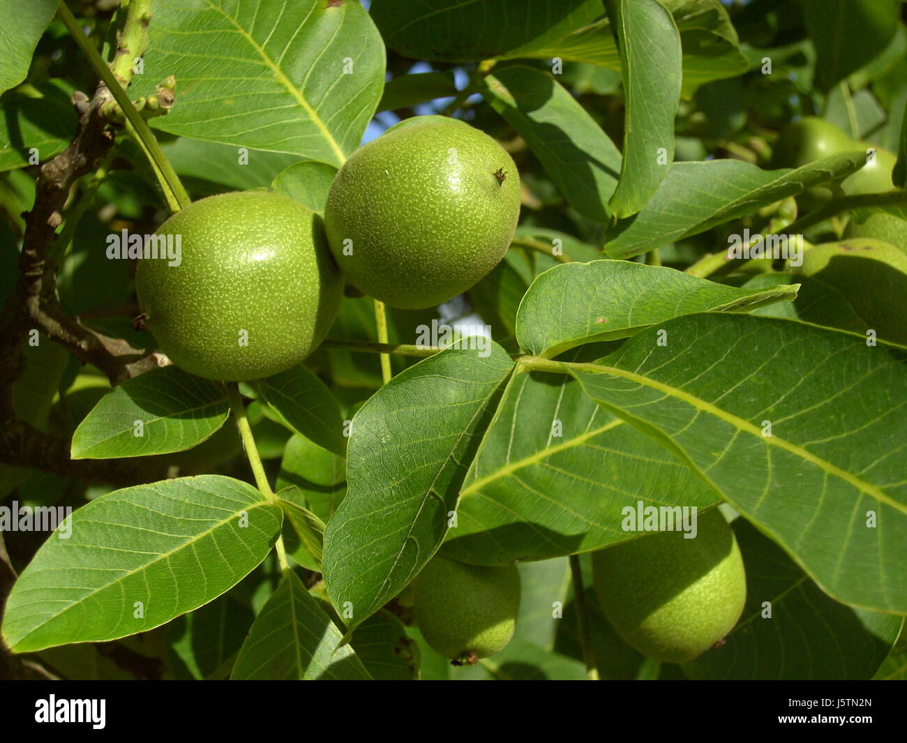 Large walnut tree hi-res stock photography and images - Alamy