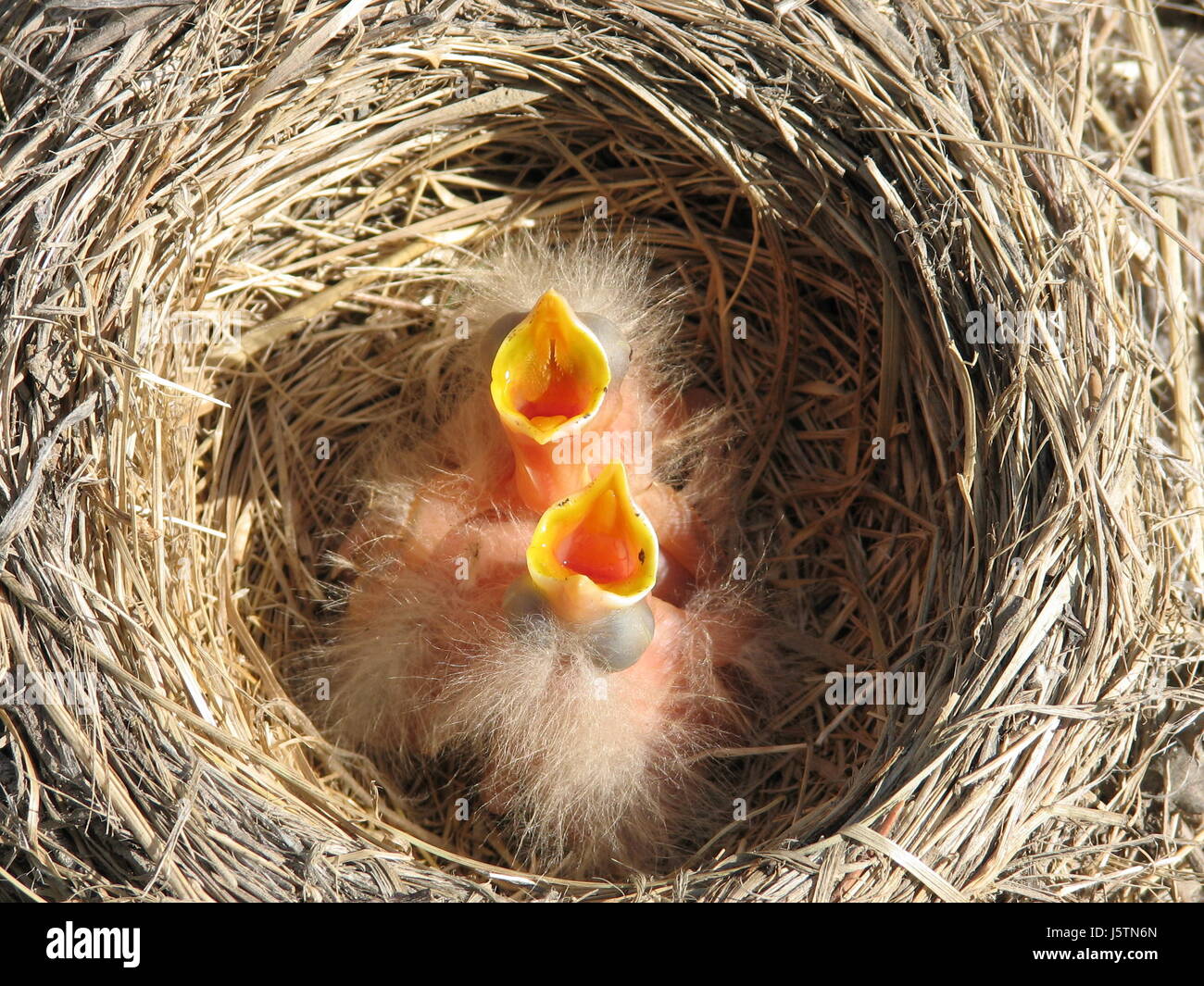 Vogelkinder hi-res stock photography and images - Alamy