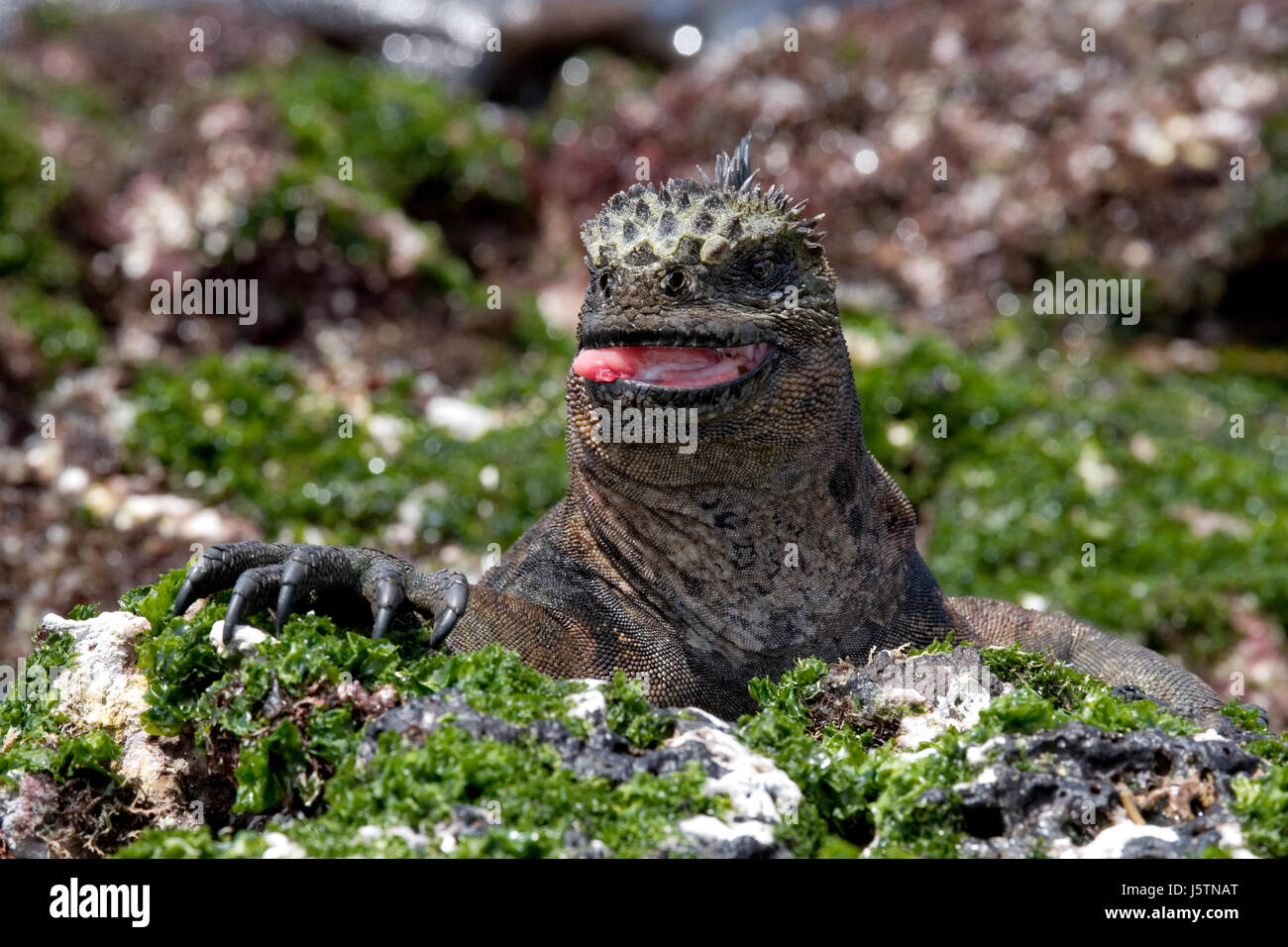 The marine iguana eating seaweed. The Galapagos Islands. Pacific Ocean ...