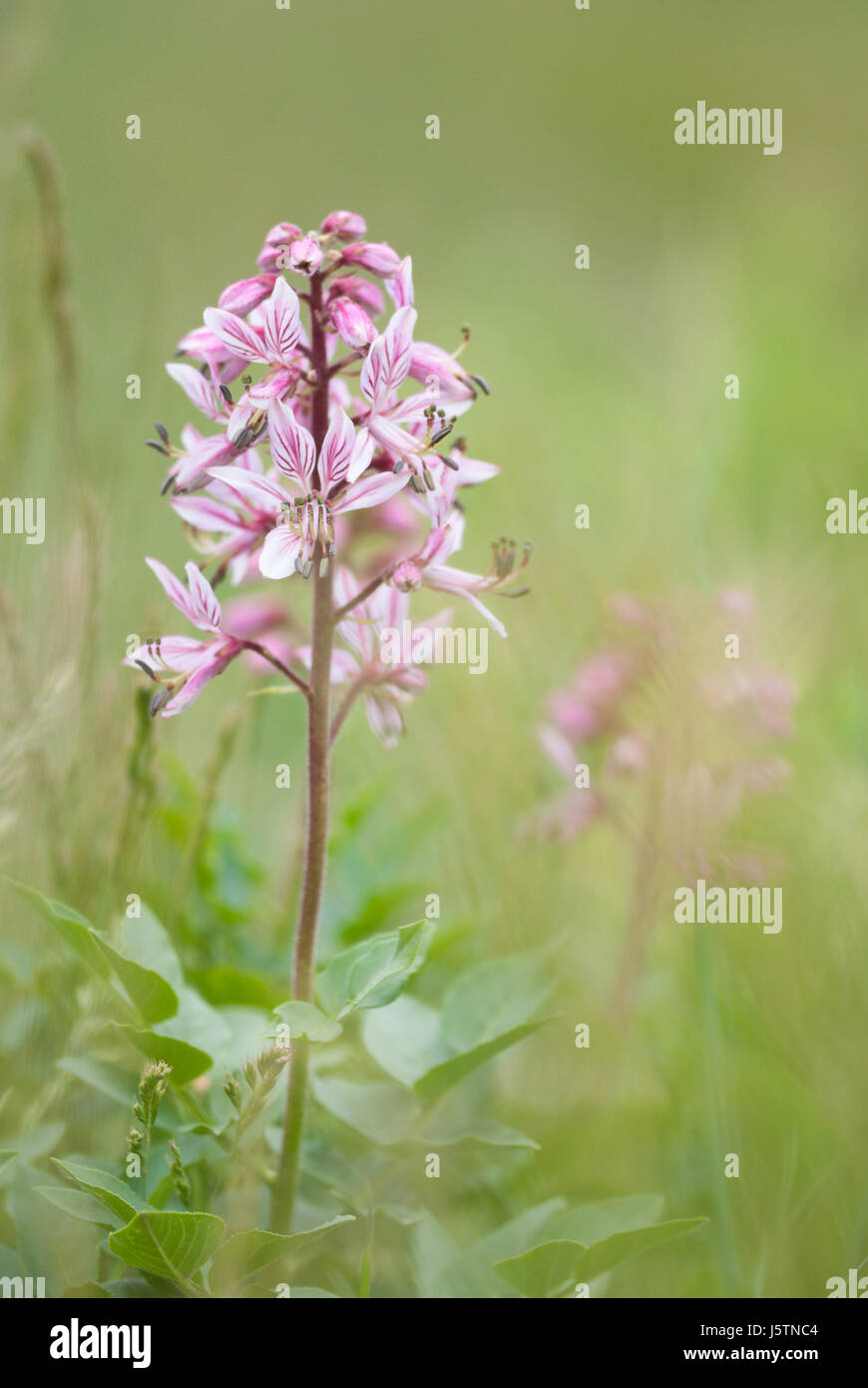 Gas plant (Dictamnus albus), a quaintly old-timey perennial herb that ...