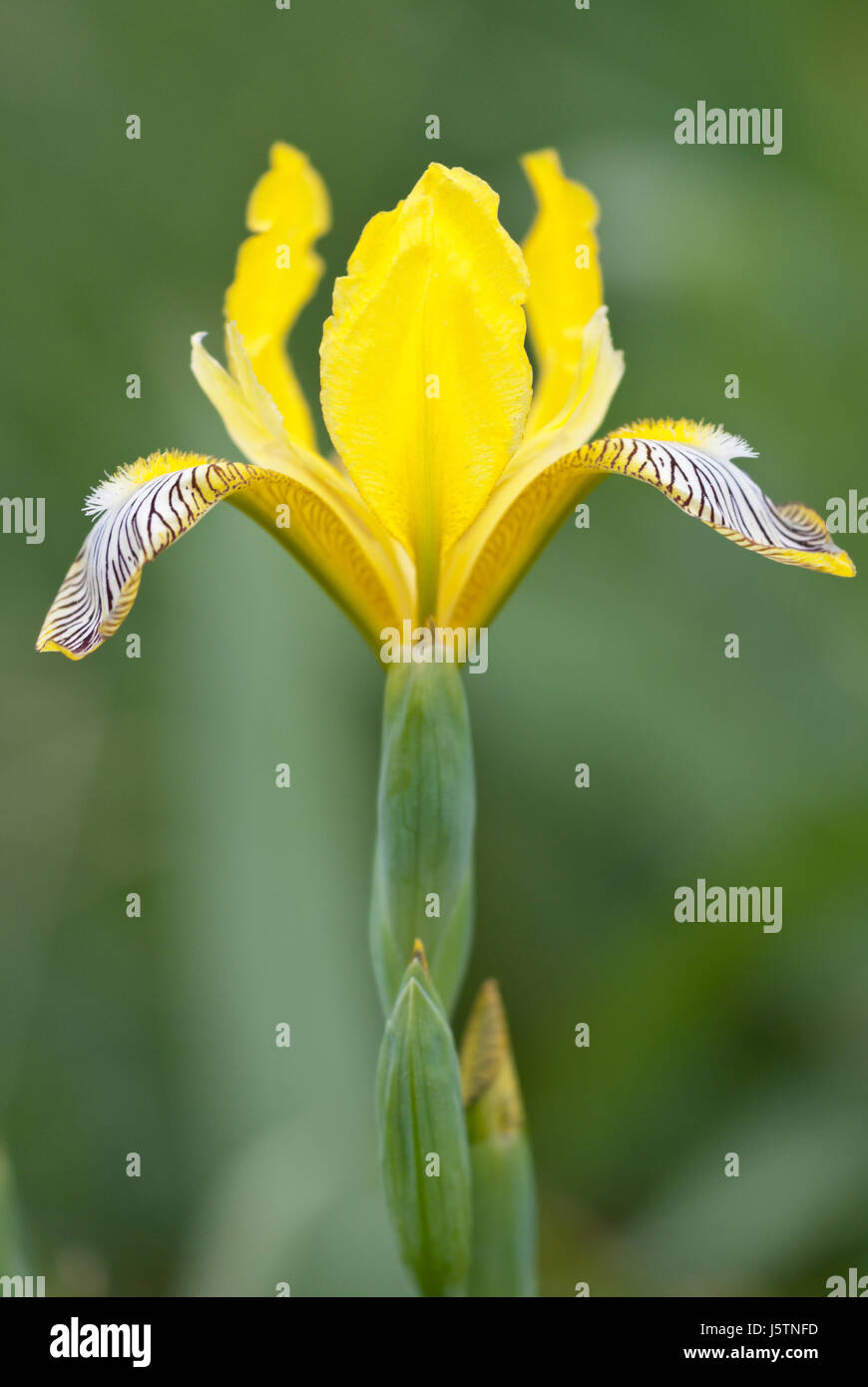 Hungarian iris (Iris variegata), side view of the showy flower Stock ...