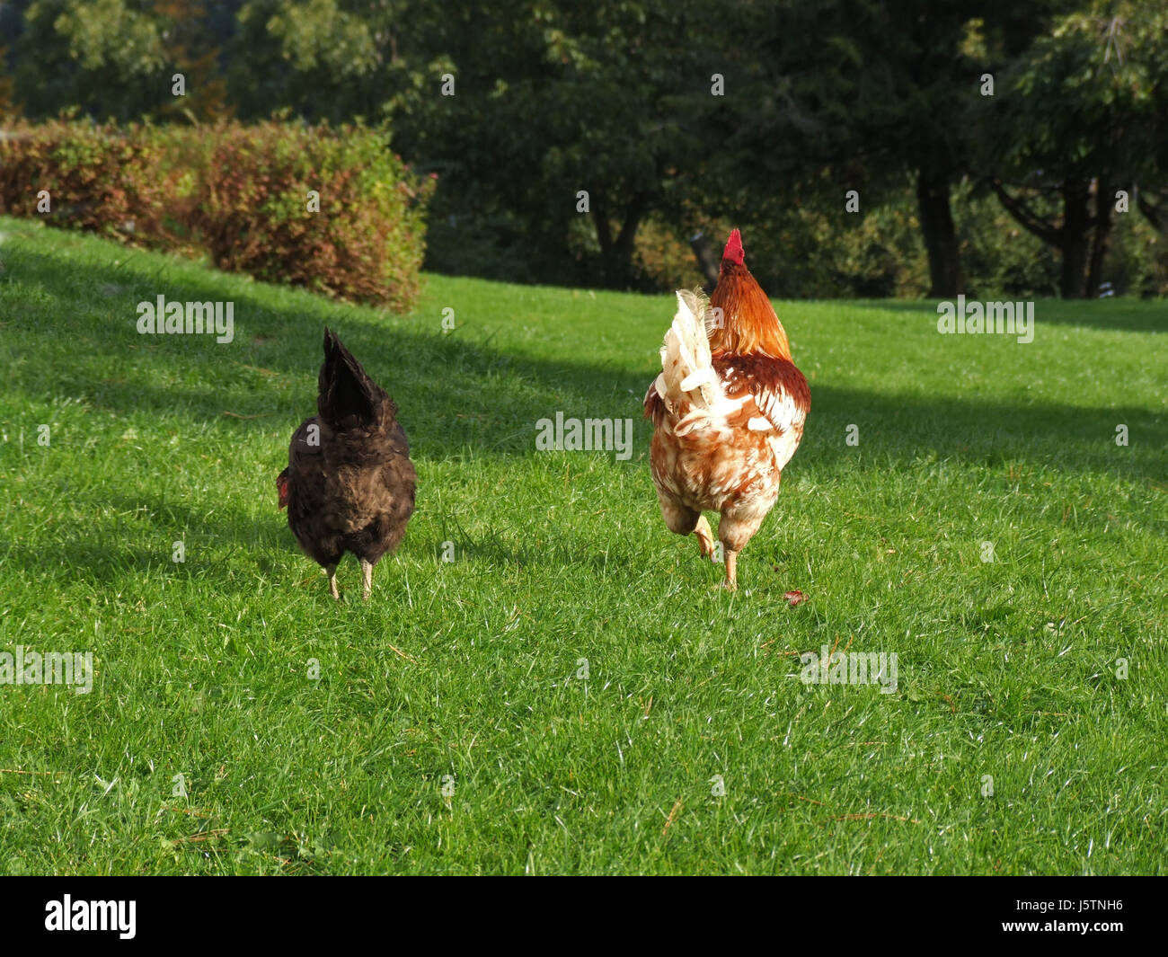 pet bird birds wing feathers feathering poultry chicken strut hen sport ...