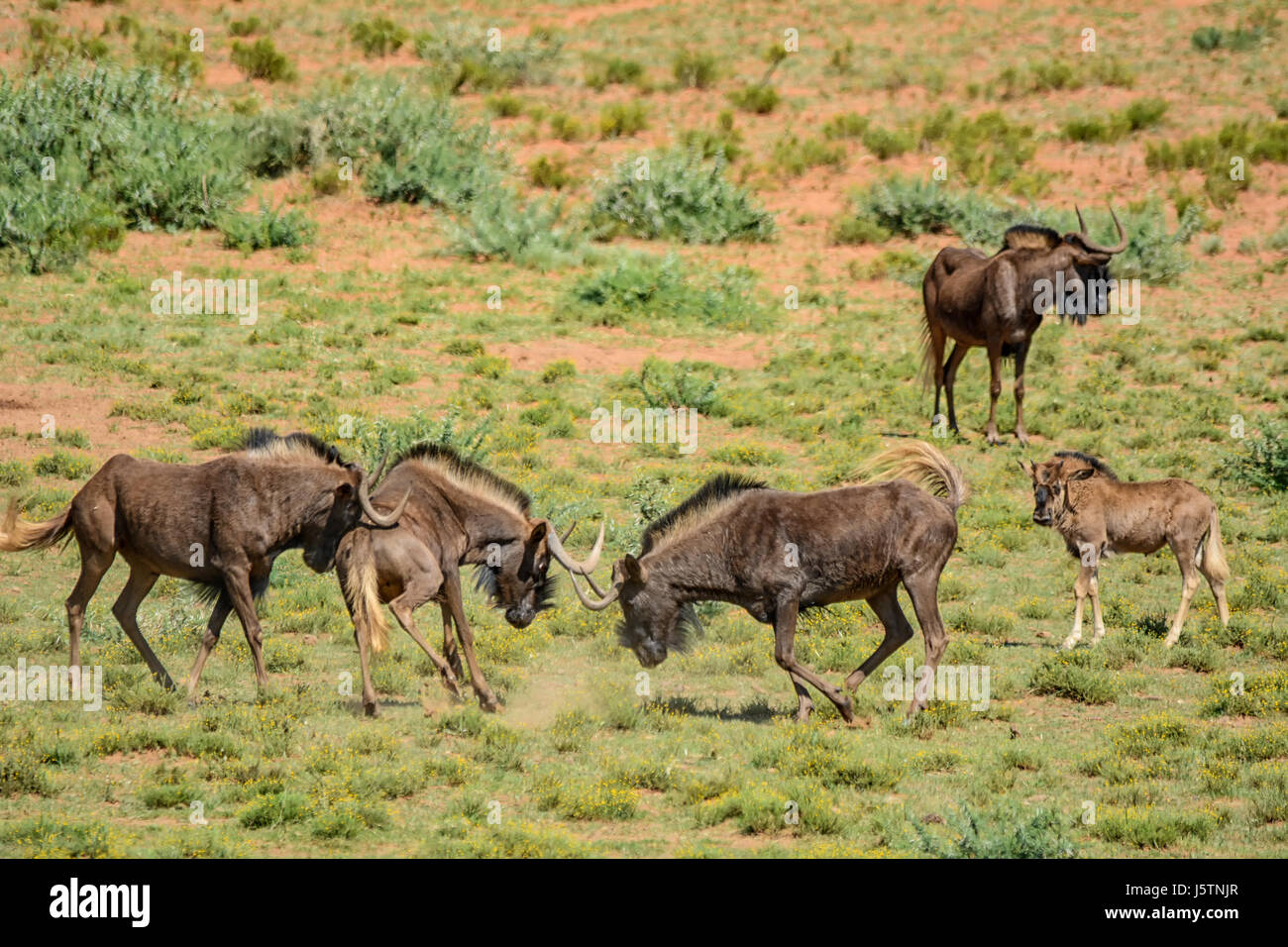 Black Wildebeest fighting in Southern African savanna Stock Photo - Alamy