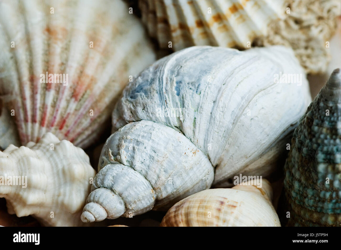 maritime beach seaside the beach seashore snail shell wreck salt water ...