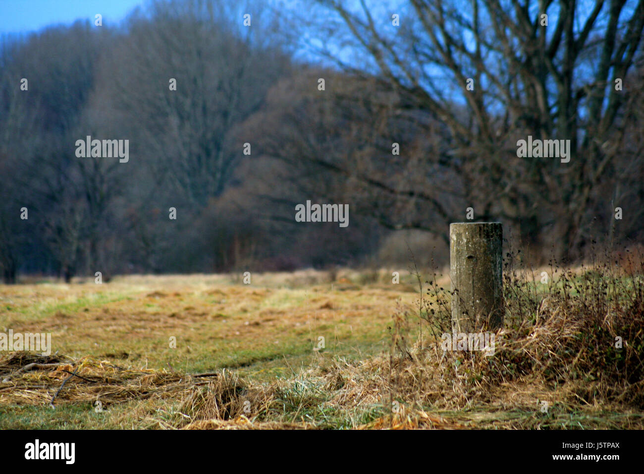 tree trees trunk field fields meadows pole meadow scenery countryside ...