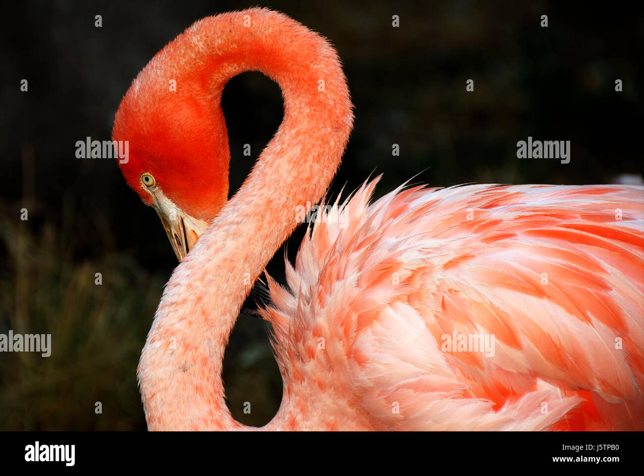 a flamingo and the question mark Stock Photo - Alamy