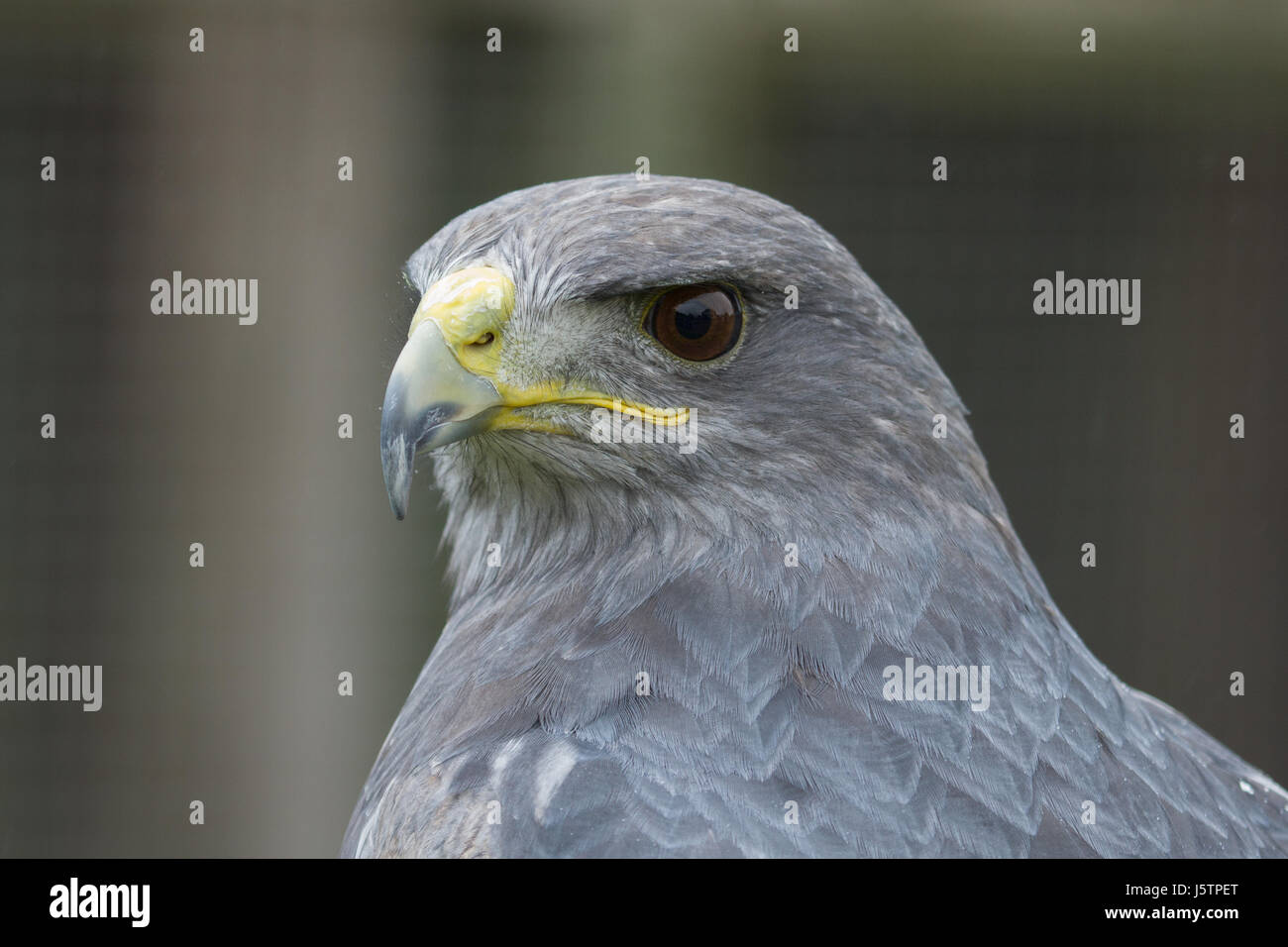 Photo portrait of an alert Grey Falcon Stock Photo - Alamy
