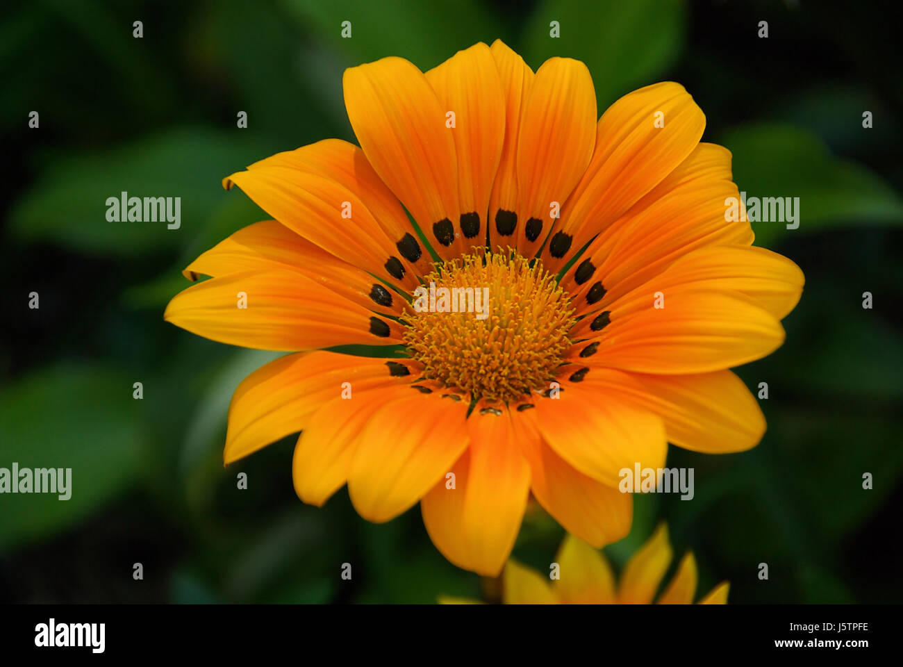 flower plant bloom blossom flourish flourishing summer summerly radiate ...