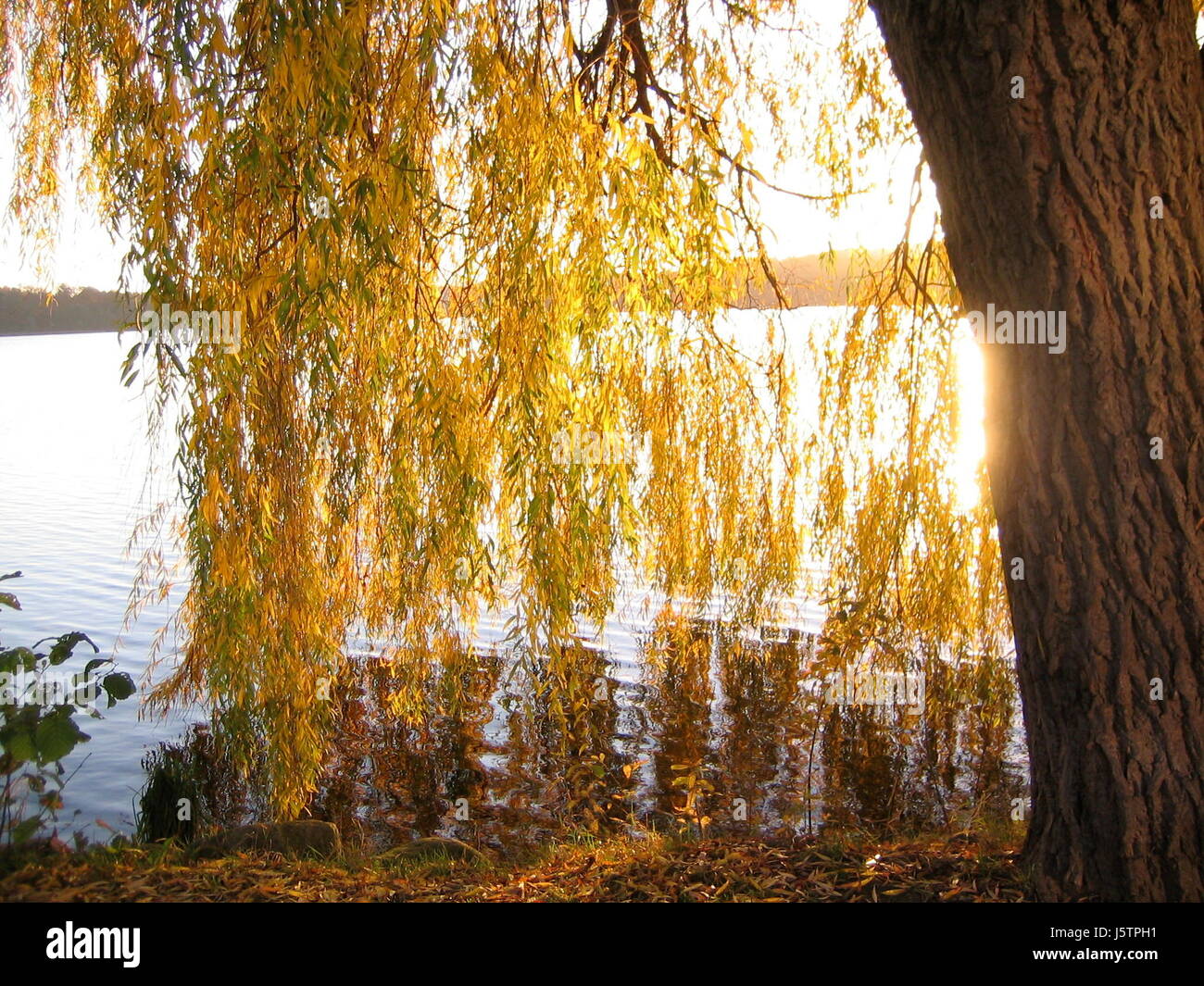 beautiful beauteously nice leaf tree leaves summer summerly fresh water ...