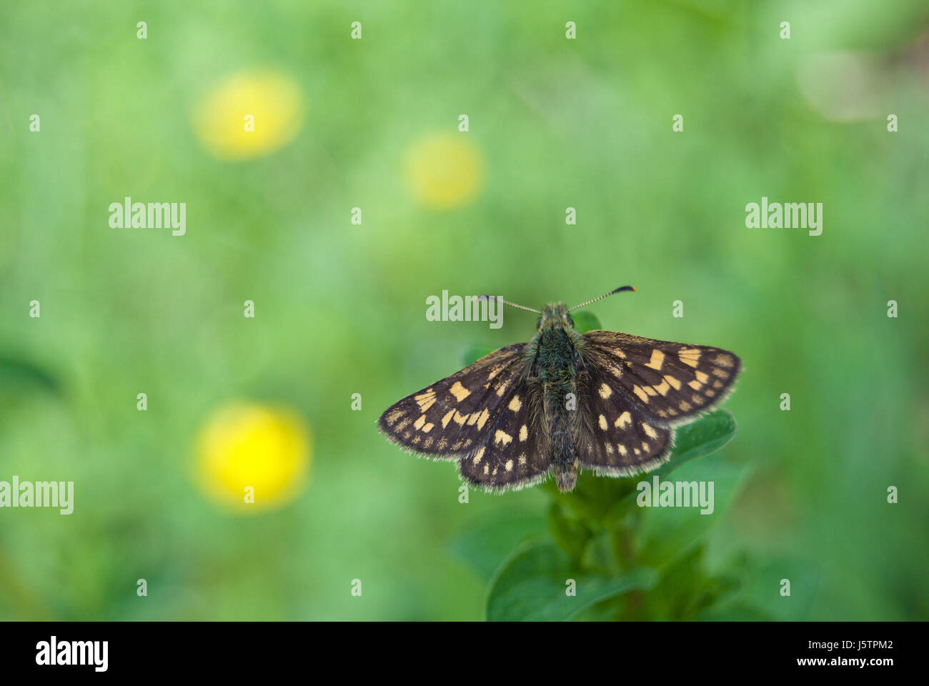 Chequered skipper butterfly hi-res stock photography and images - Alamy