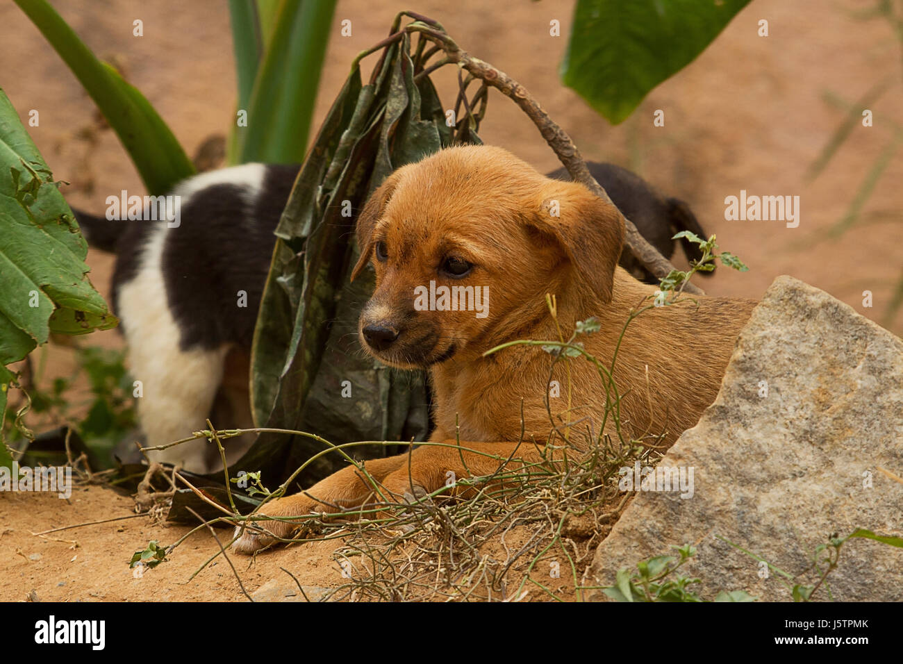 Feral dog hi-res stock photography and images - Alamy
