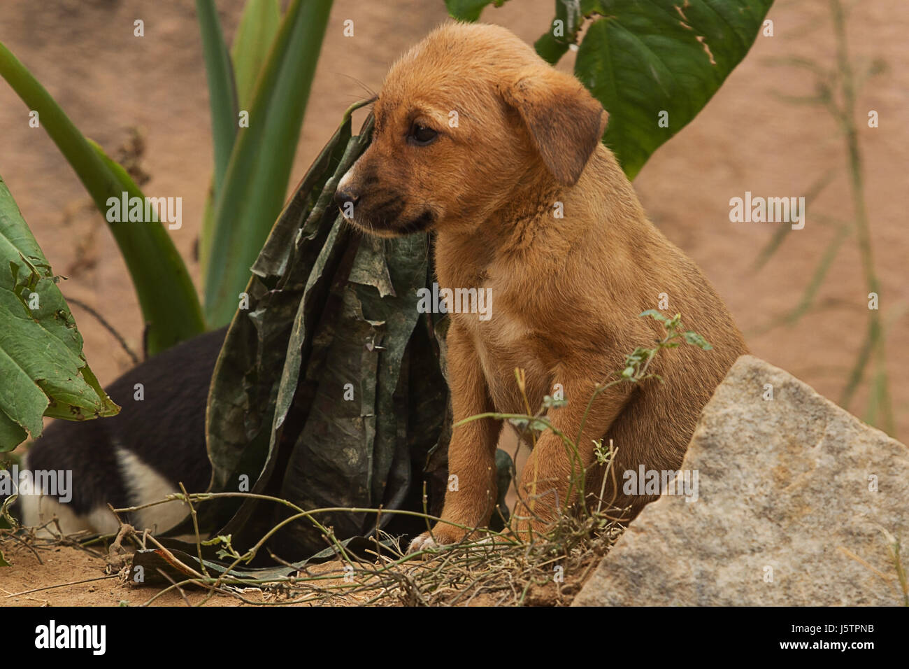 Feral dog hi-res stock photography and images - Alamy