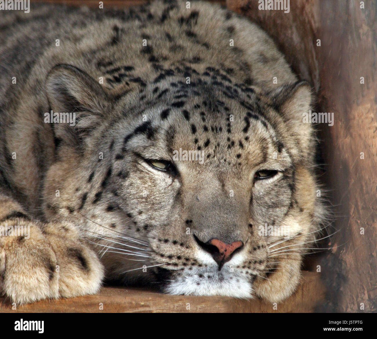 danger animal animals big cat feline predator eyes lie lying lies ears ...