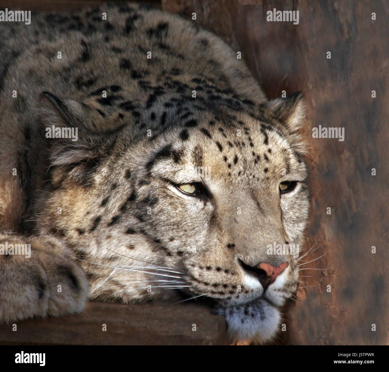 Leopard Claws High Resolution Stock Photography and Images - Alamy