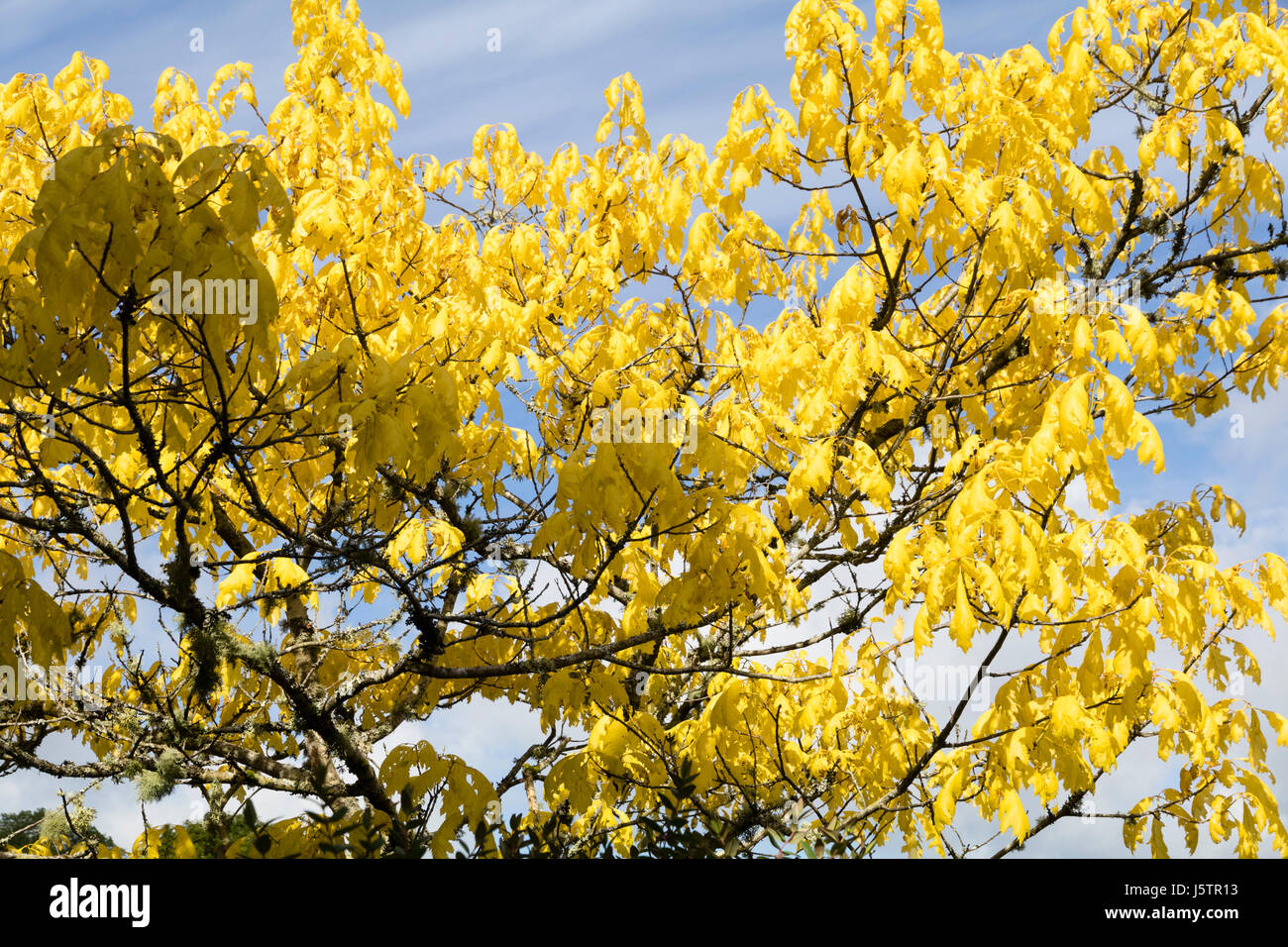 Golden spring foliage of the hardy deciduous red oak tree, Quercus ...