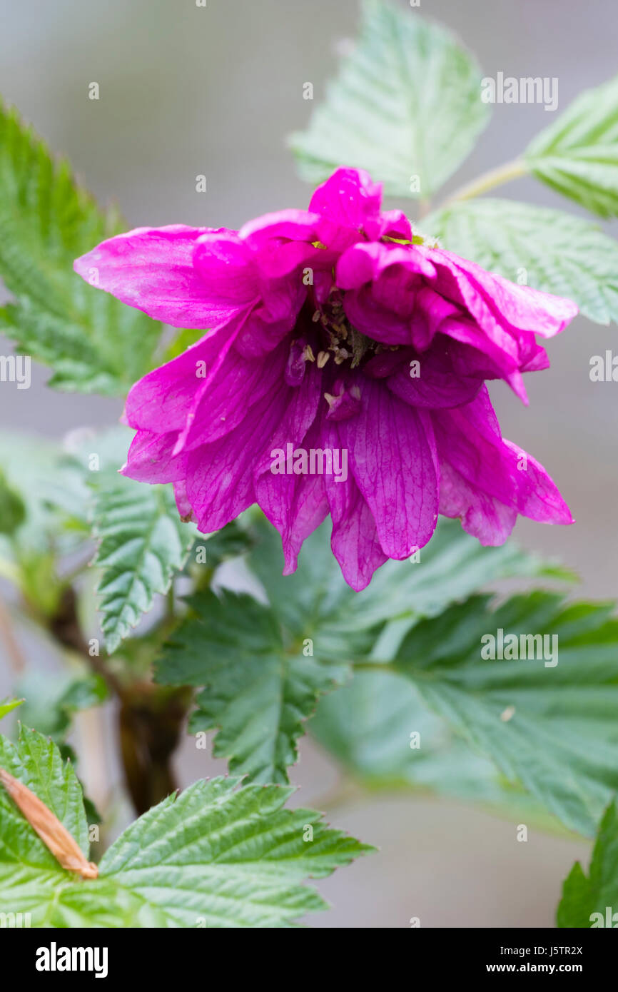 Rubus spectabilis hi-res stock photography and images - Alamy